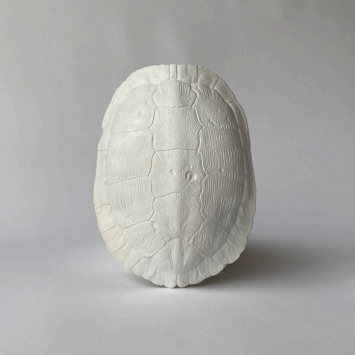 River Turtle Shell – House Parts, Inc.