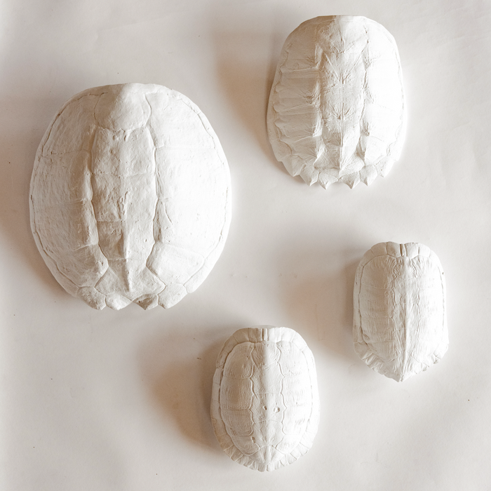 River Turtle Shell – House Parts, Inc.