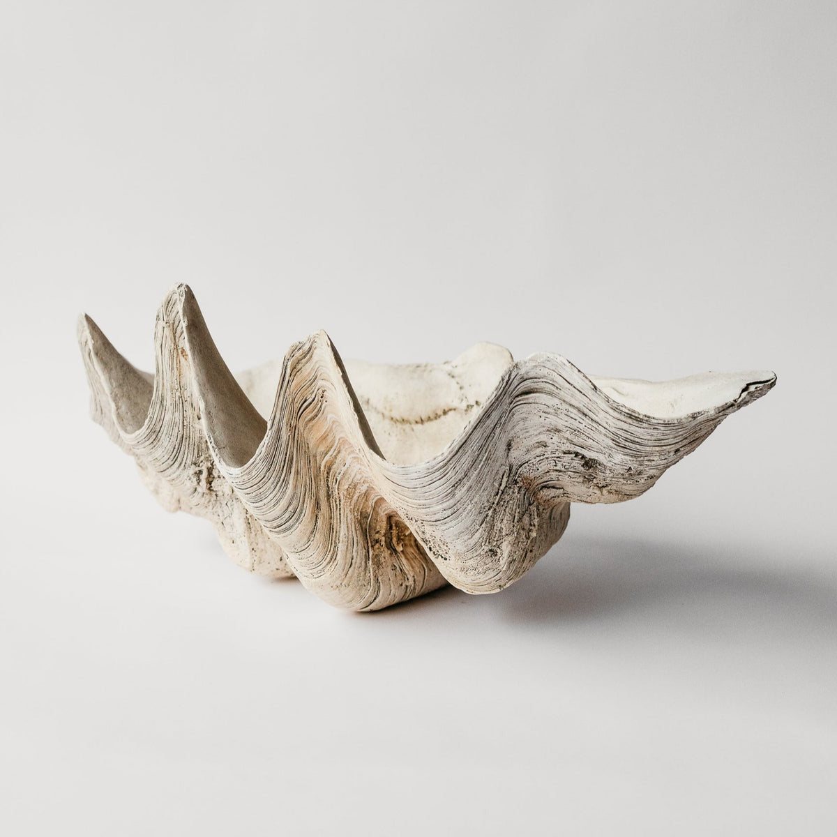 Indian Ocean Clam Shell – House Parts, Inc.